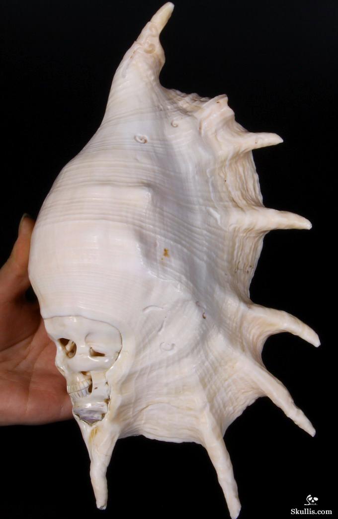 Titan 10.8" Smooth Spider Conch Carved Crystal Skull, Shell - Skullis ...