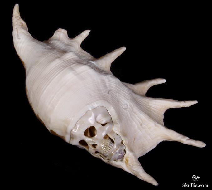 Titan 10.8" Smooth Spider Conch Carved Crystal Skull, Shell - Skullis ...