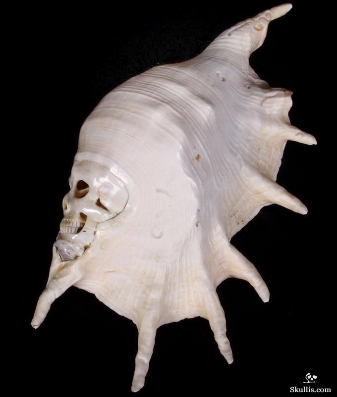 Titan 10.8" Smooth Spider Conch Carved Crystal Skull, Shell - Skullis ...