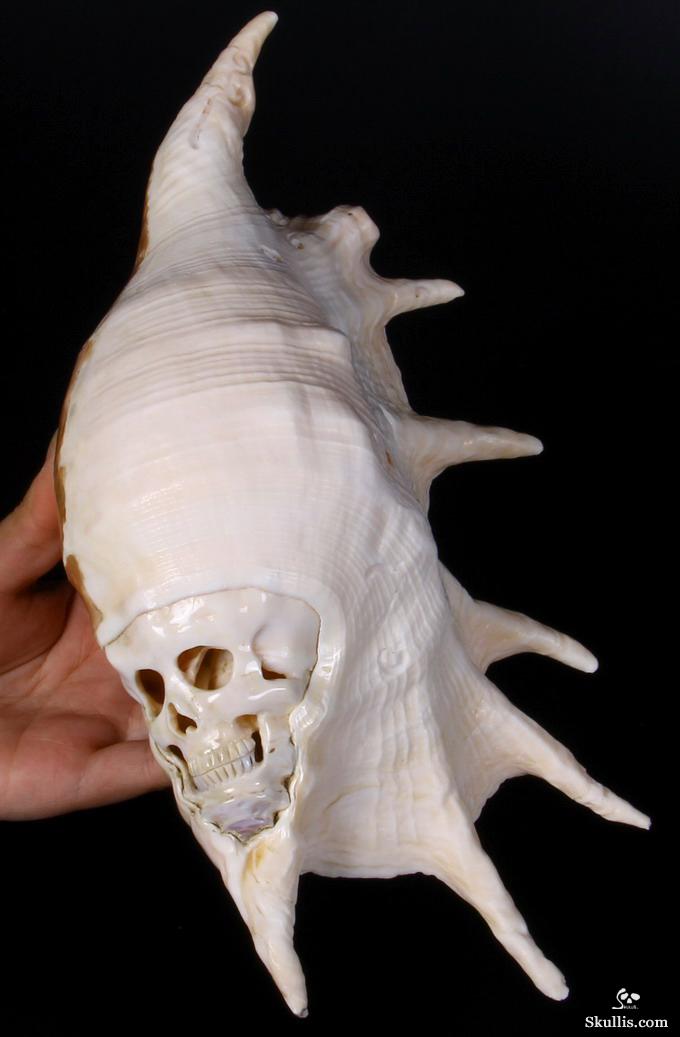 Titan 10.8" Smooth Spider Conch Carved Crystal Skull, Shell - Skullis ...