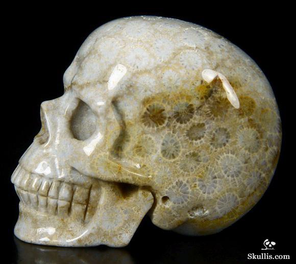 2.4" Coral Fossil Carved Crystal Skull, Realistic - Skullis Gemstone ...