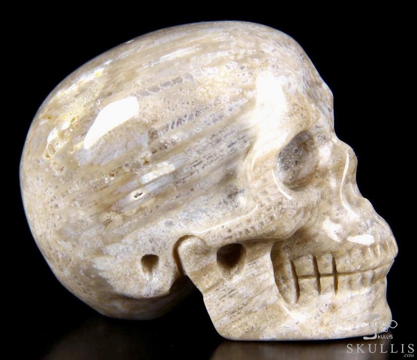 2.0" Coral Fossil Carved Crystal Skull, Realistic - Skullis Gemstone ...