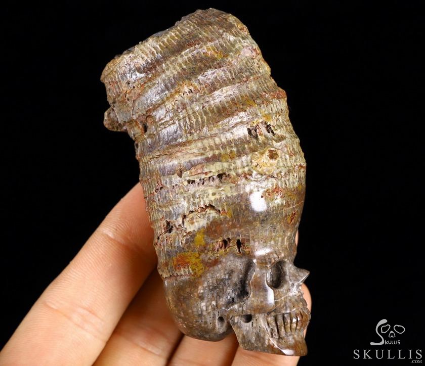 Original Design 3.6" Fossil Horn Coral Carved Crystal Skull, Realistic ...
