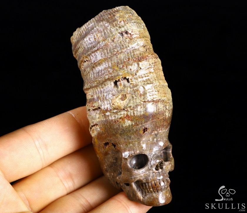 Original Design 3.6" Fossil Horn Coral Carved Crystal Skull, Realistic ...