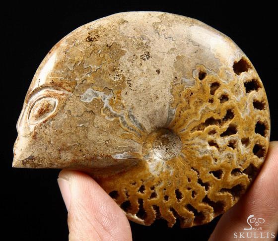 3.1" Chamber Ammonite Fossil Carved Crystal Skull - Skullis Gemstone ...