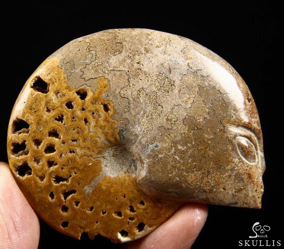 3.1" Chamber Ammonite Fossil Carved Crystal Skull - Skullis Gemstone ...