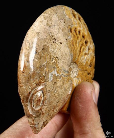 3.1" Chamber Ammonite Fossil Carved Crystal Skull - Skullis Gemstone ...