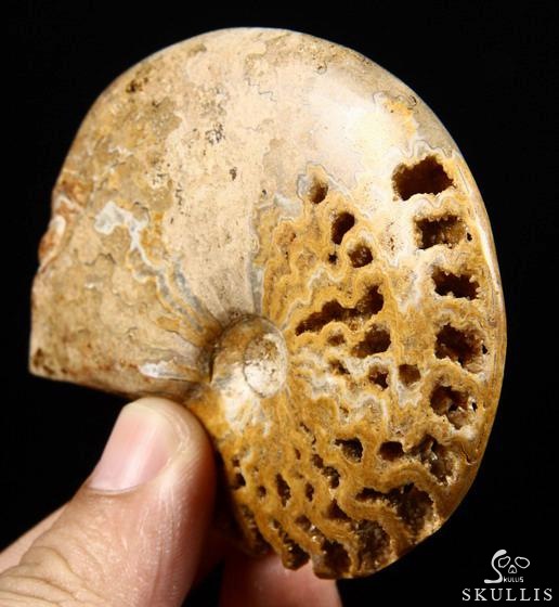 3.1" Chamber Ammonite Fossil Carved Crystal Skull - Skullis Gemstone ...