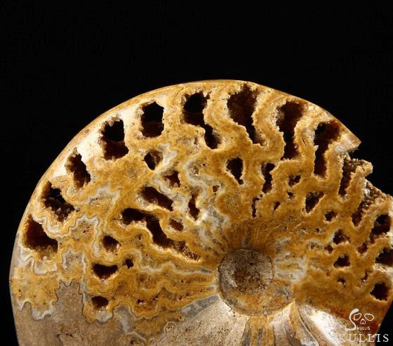 3.1" Chamber Ammonite Fossil Carved Crystal Skull - Skullis Gemstone ...