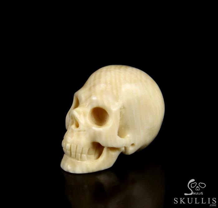 0.7" Fossil Ivory Carved Crystal Skull, Realistic - Skullis Gemstone ...