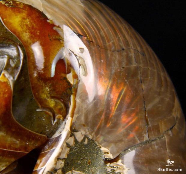 AMAZING FLASH HUGE GEODE 5.4" Ammonite Fossil Carved Crystal Alien ...