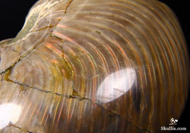 AMAZING FLASH HUGE GEODE 5.4" Ammonite Fossil Carved Crystal Alien ...