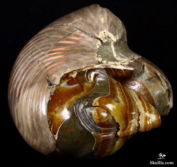 AMAZING FLASH HUGE GEODE 5.4" Ammonite Fossil Carved Crystal Alien ...