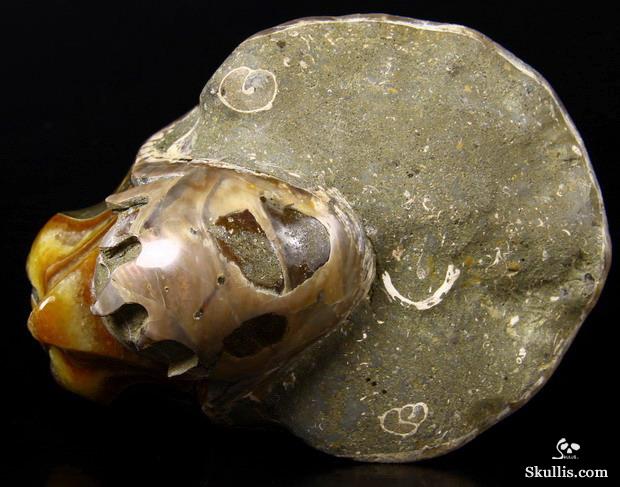 AMAZING FLASH HUGE GEODE 5.4" Ammonite Fossil Carved Crystal Alien ...