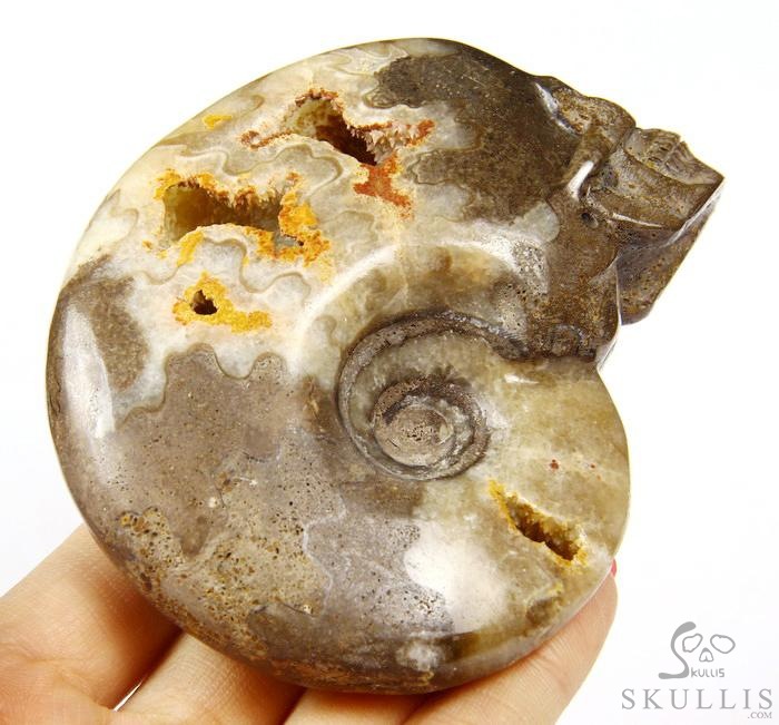 3.5" Chamber Ammonite Fossil Carved Crystal Skull - Skullis Gemstone ...