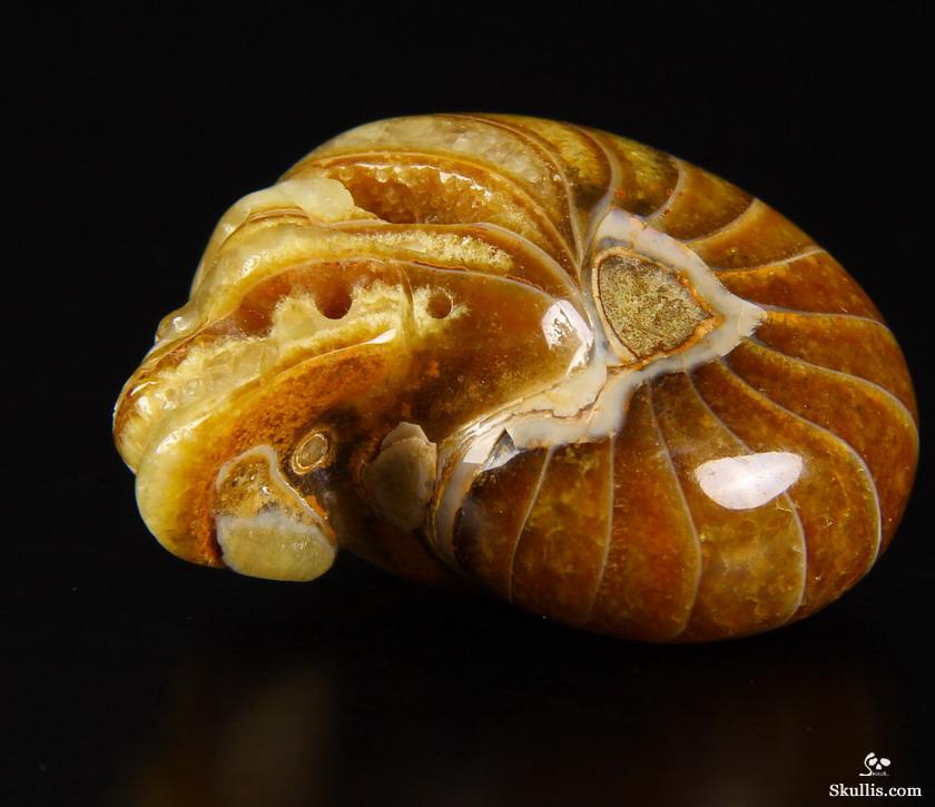 1.7" Ammonite Fossil Carved Crystal Skull - Skullis Gemstone & Crystal ...