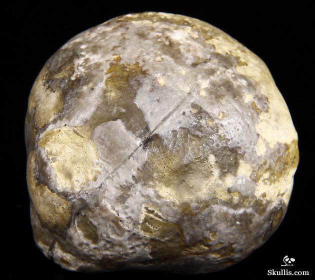 Aug 30, 2014 ACSAD (A Crystal Skull a Day) - The Pentamerus Skull ...